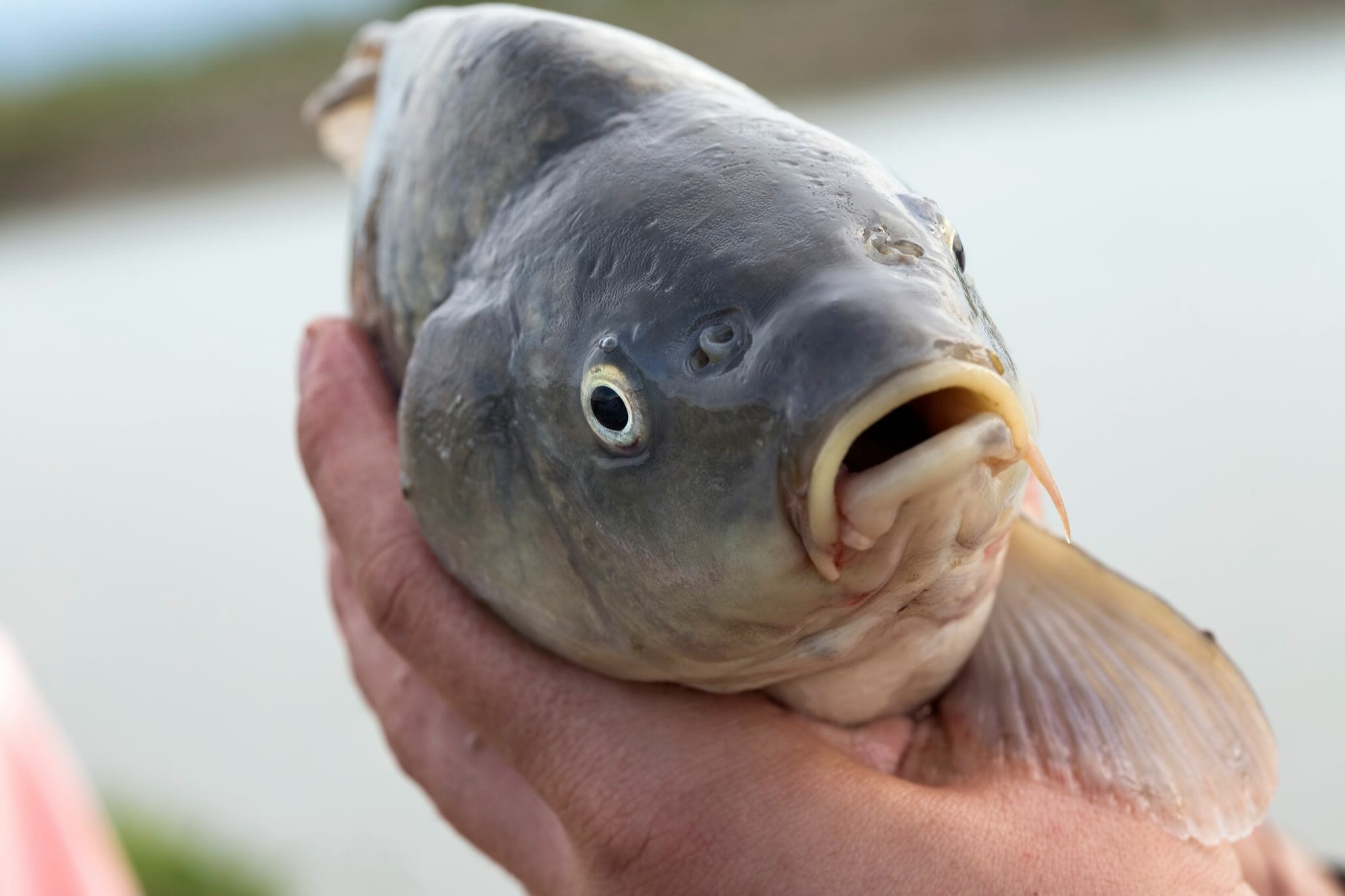 Carp Fishing in Freshwater: Tips and Techniques | Boating World