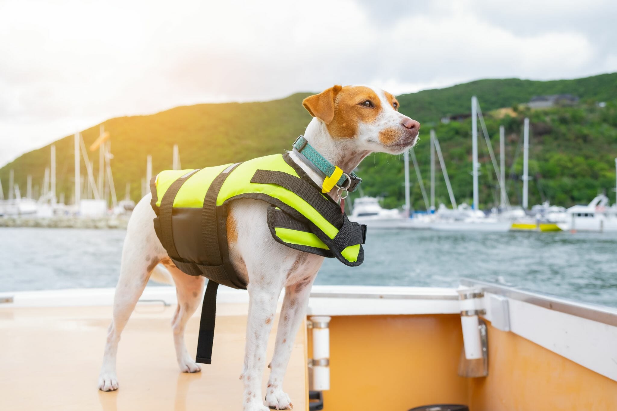 Dog Accessories for Safe and Fun Boating Adventures | Boating World