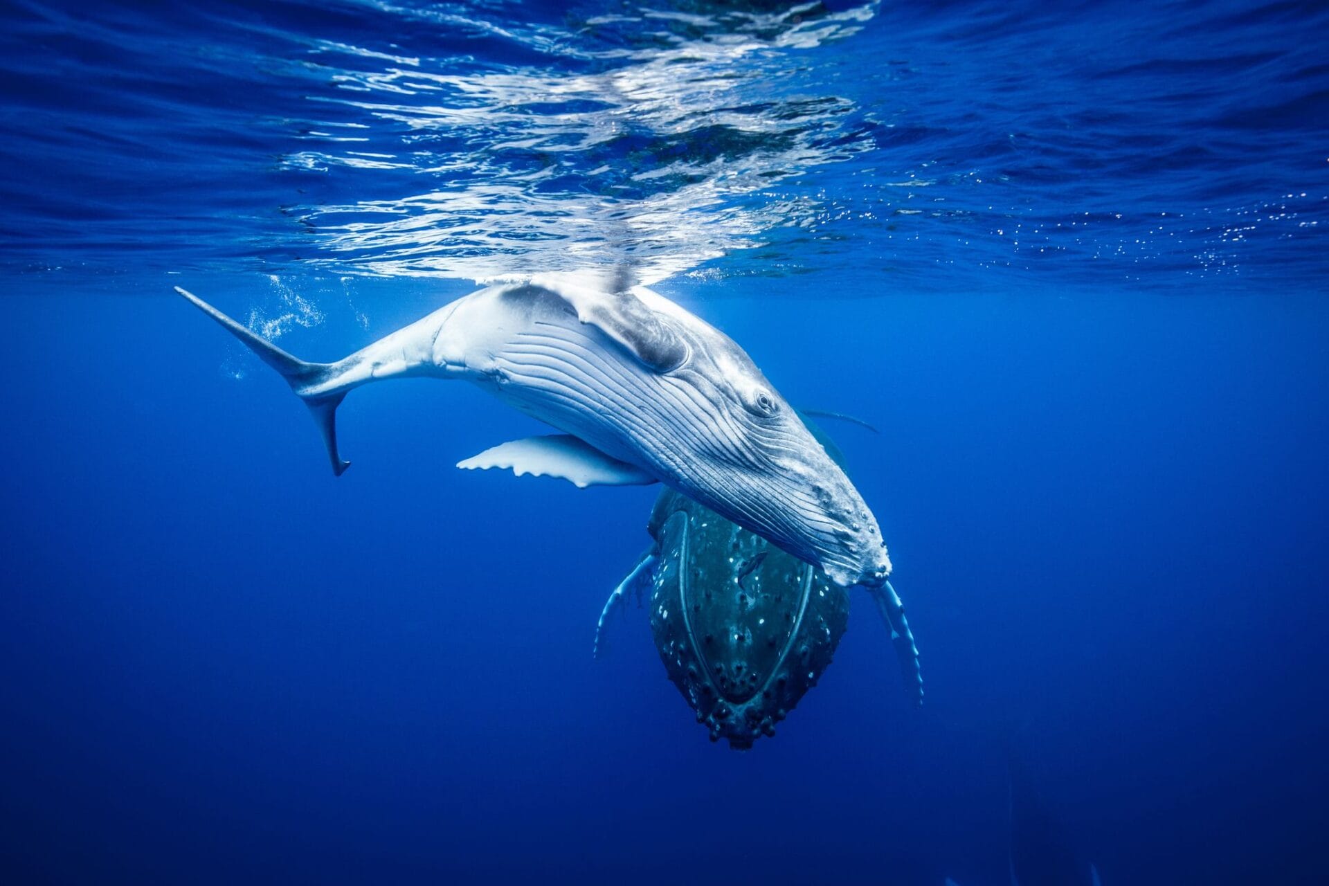 Submerge into Spectacle: Top 7 Diving Adventures to Elevate Your Bucket ...